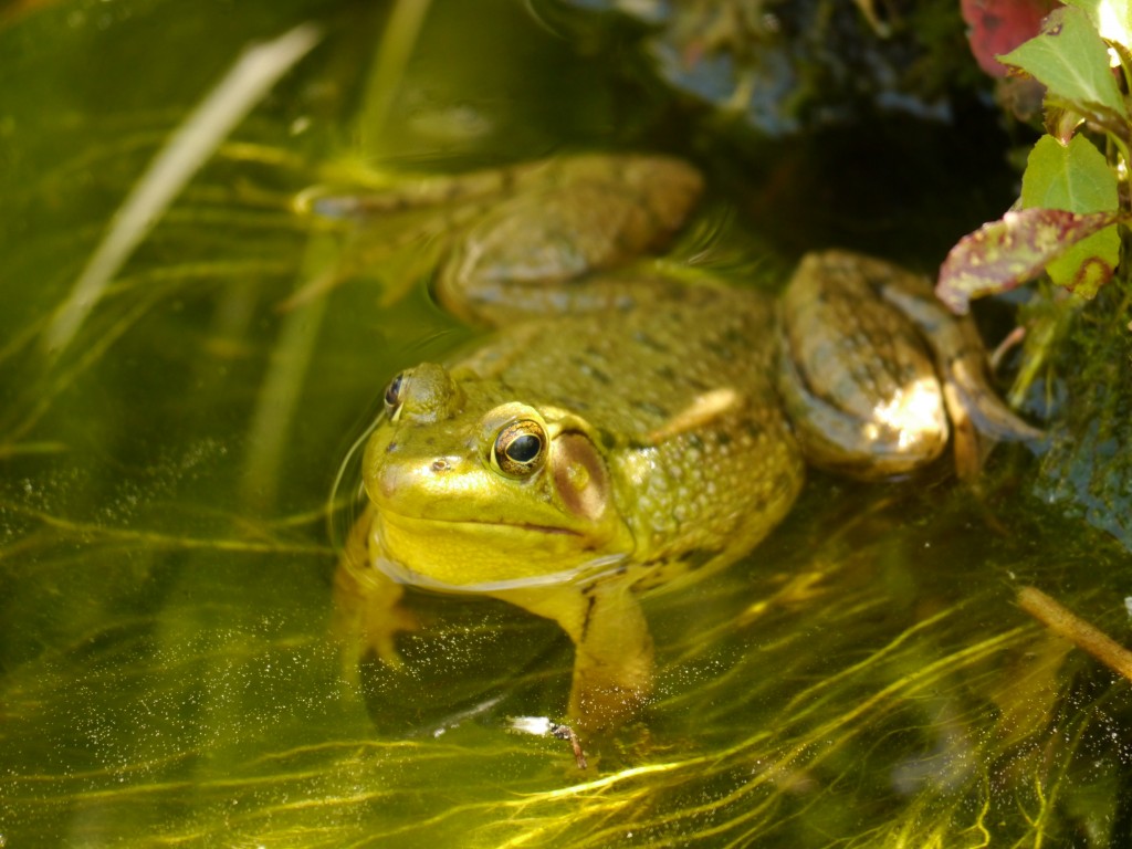 A Visit to Barb’s Backyard | backyardsfornature.org