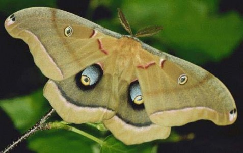 moth | backyardsfornature.org