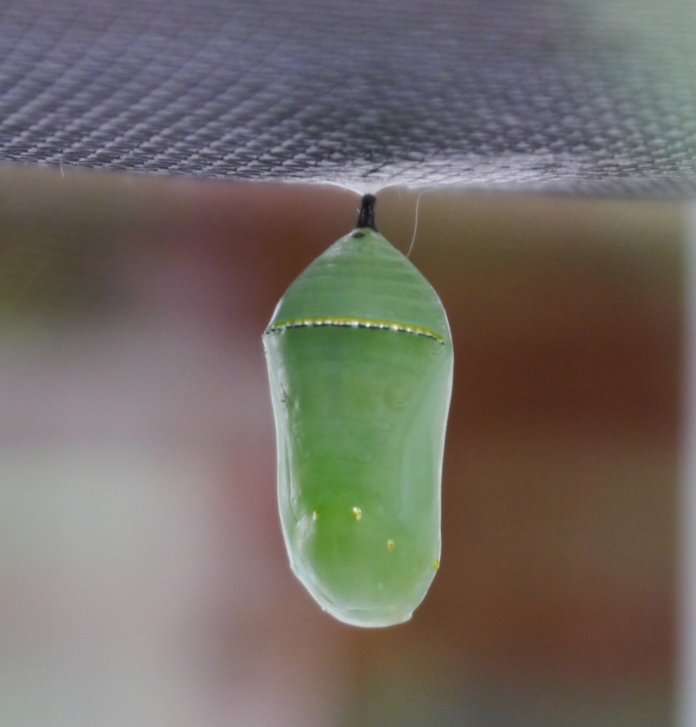 Raising Monarchs | backyardsfornature.org