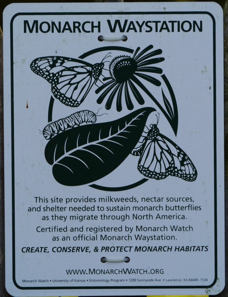 Marvelous Migrating Monarchs Need Our Help | backyardsfornature.org