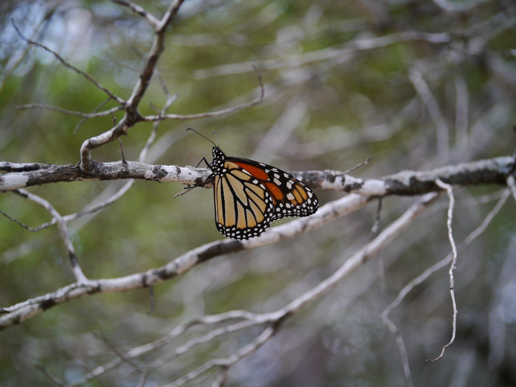 Marvelous Migrating Monarchs Need Our Help | backyardsfornature.org
