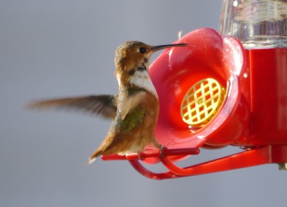 Hummingbirds Wintering in Pennsylvania! | backyardsfornature.org