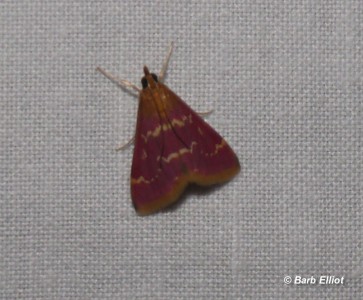 moth | backyardsfornature.org