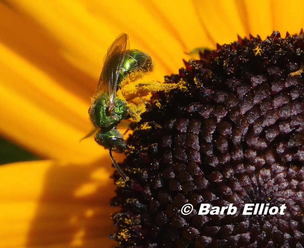 attract moths | backyardsfornature.org