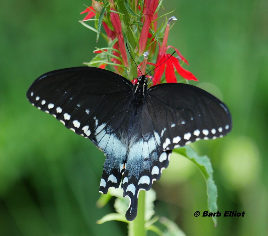 attract moths | backyardsfornature.org