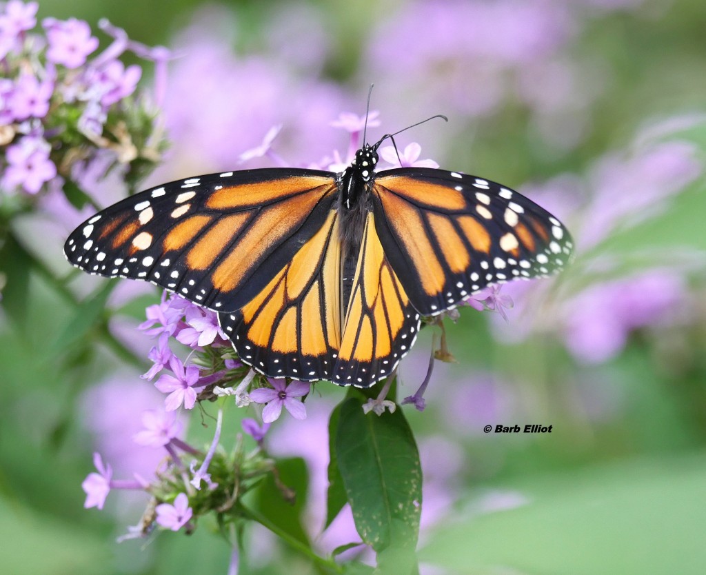 Summer Magic in Barb’s Yard | backyardsfornature.org