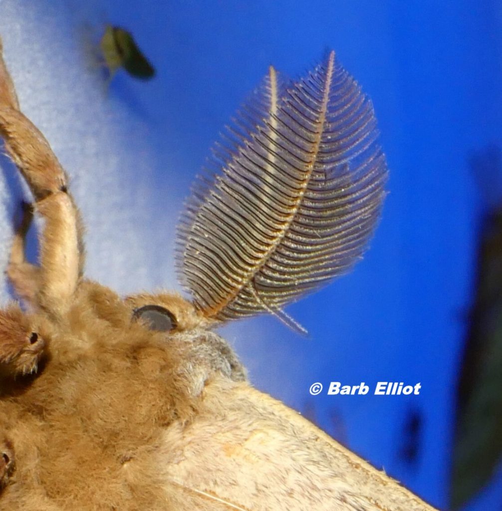 moth | backyardsfornature.org