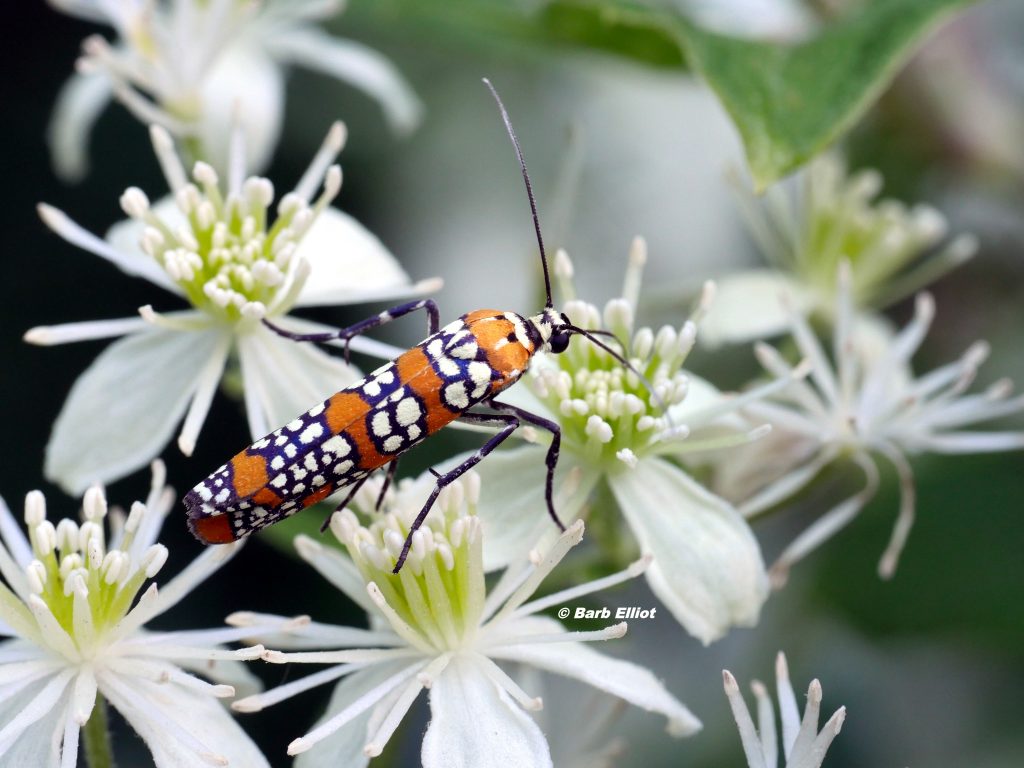 attract moths | backyardsfornature.org