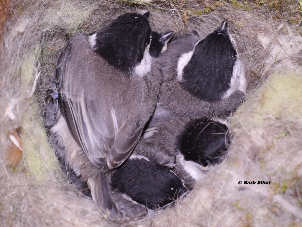 Carolina chickadee | backyardsfornature.org