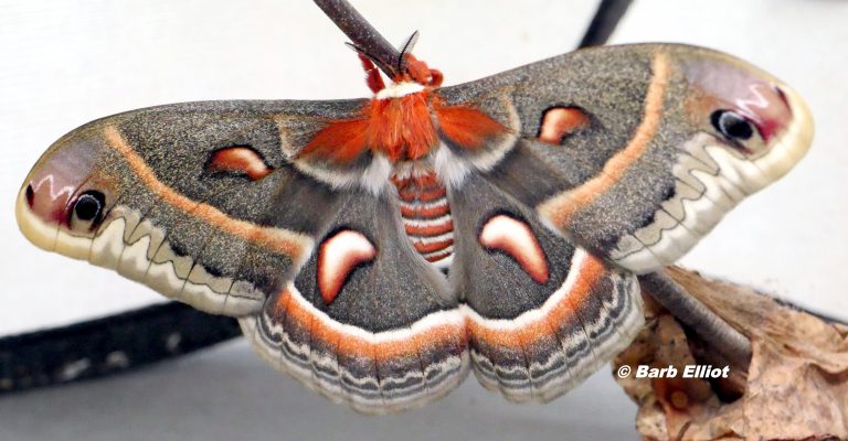 cocoon | backyardsfornature.org