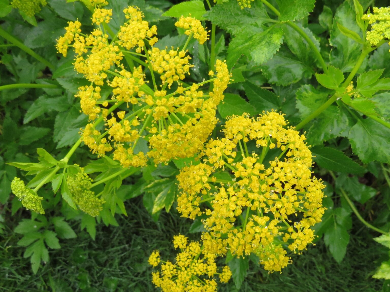 backyardsfornature.org