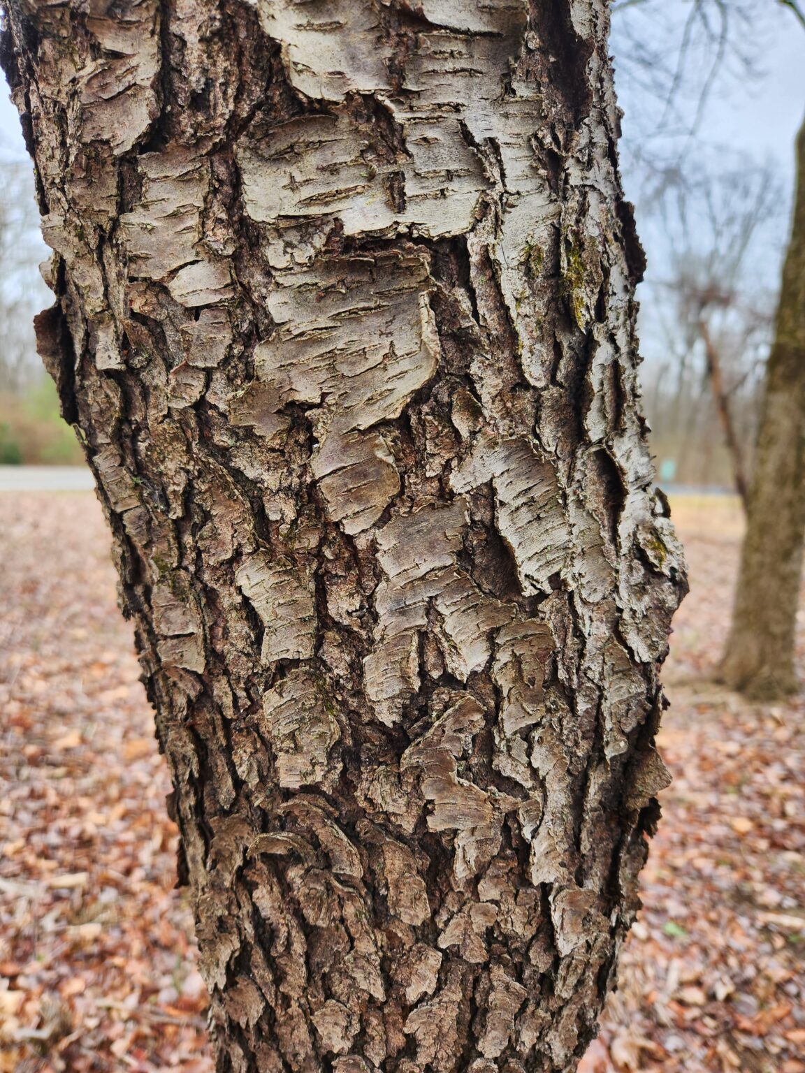 backyardsfornature.org