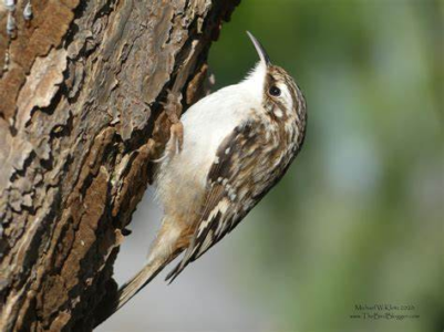 backyardsfornature.org