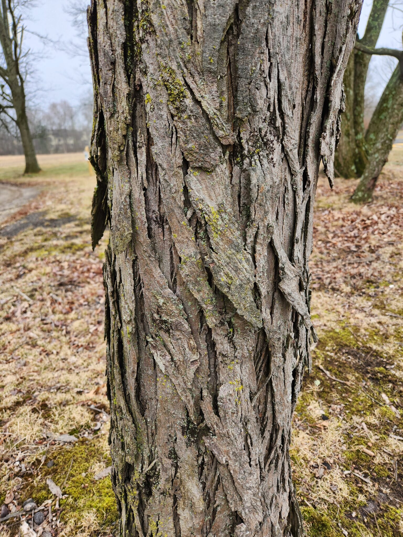 backyardsfornature.org